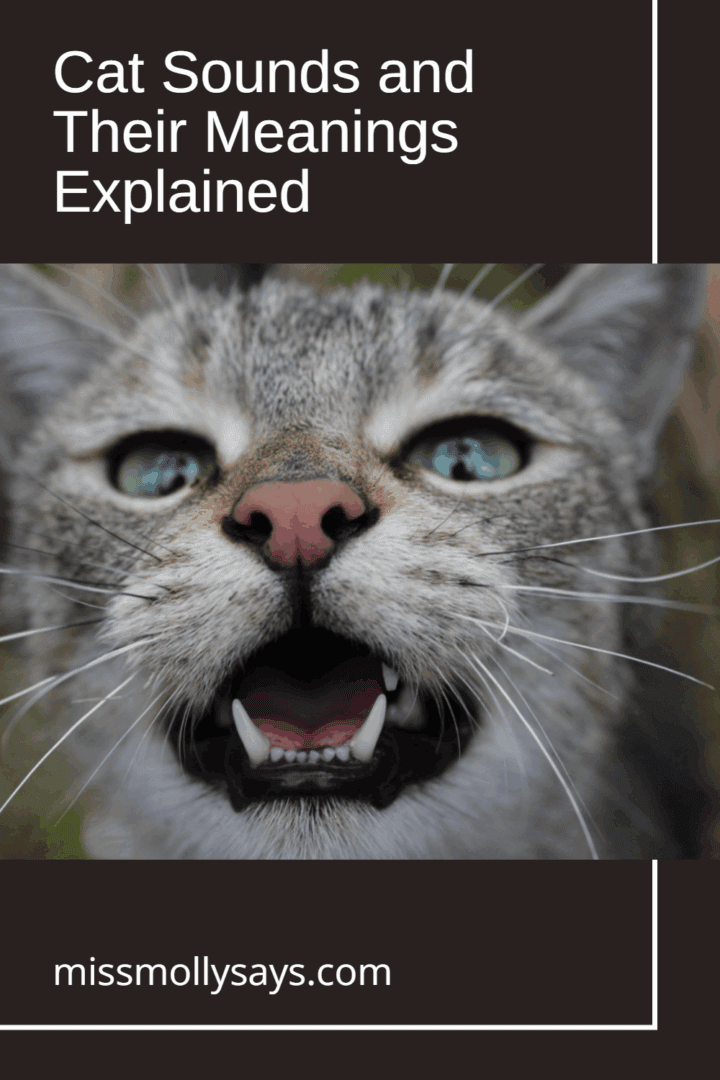 Cat Sounds and Their Meanings Explained - Miss Molly Says