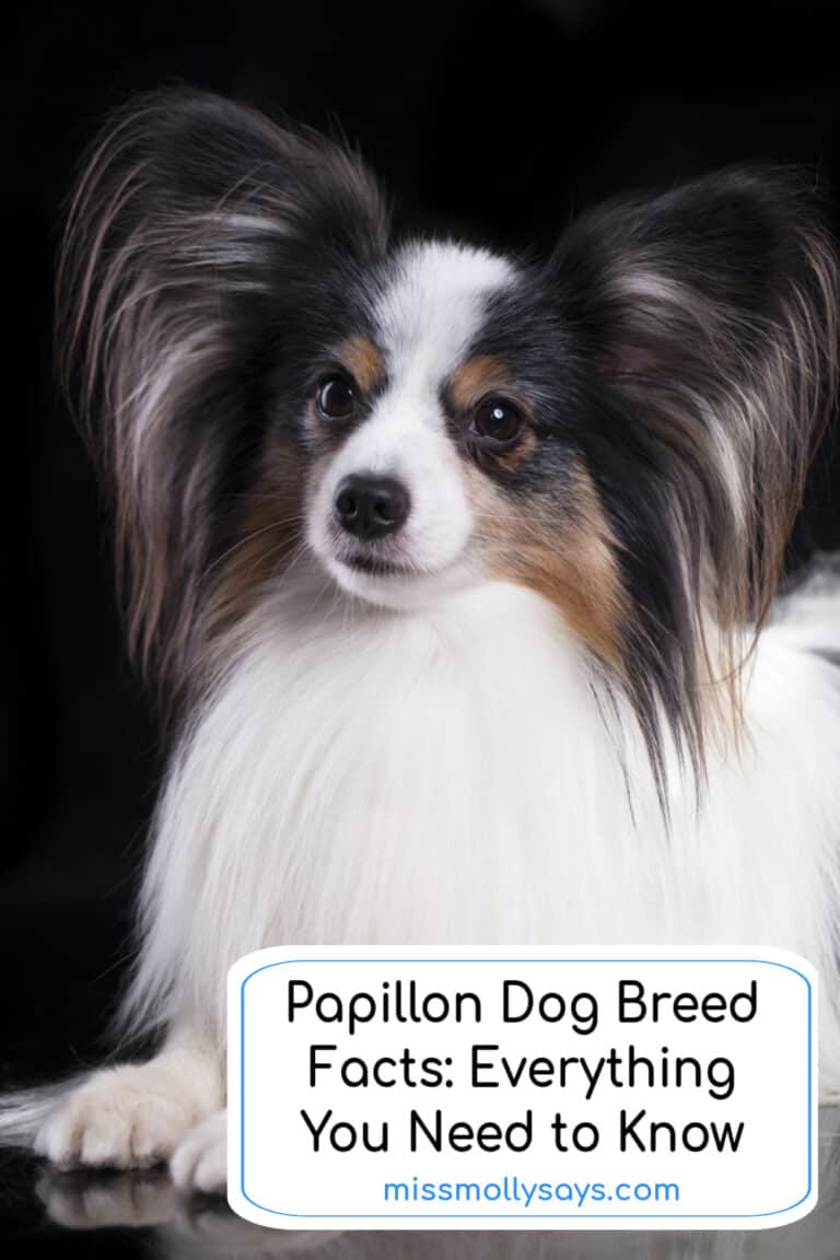 Papillon Dog Breed Facts: Everything You Need to Know - Miss Molly Says