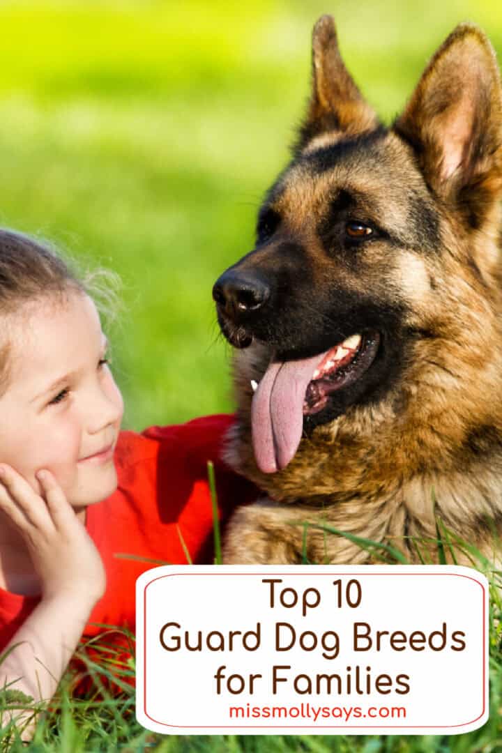 Top 10 Guard Dog Breeds for Families - Miss Molly Says