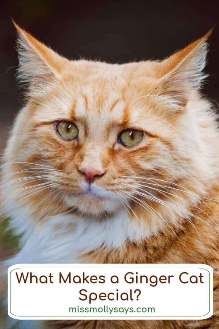What Makes a Ginger Cat Special? - Miss Molly Says