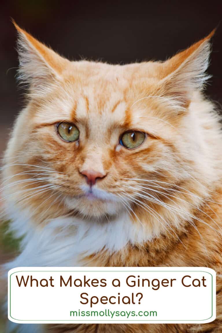 What Makes a Ginger Cat Special? - Miss Molly Says