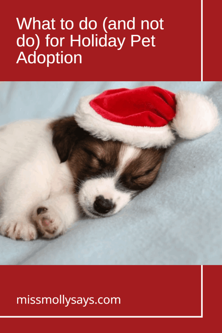What to do (and not do) for Holiday Pet Adoption - Miss Molly Says