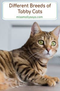 Different Breeds of Tabby Cats - Miss Molly Says