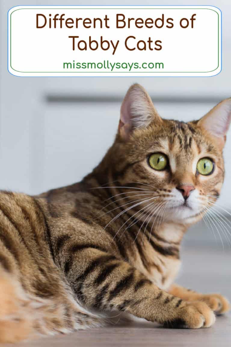 Different Breeds of Tabby Cats - Miss Molly Says