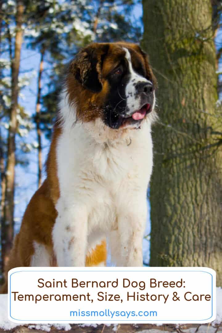 Saint Bernard Dog Breed: Temperament, Size, History & Care - Miss Molly ...